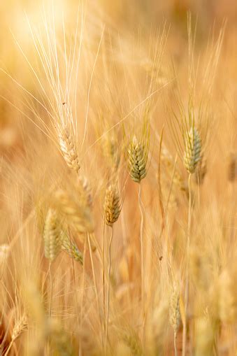 밀 작물 필드입니다 황금 밀의 귀가 닫힙니다 밀 필드 배경의 성숙 귀 풍부한 수확 개념 계절에 대한 스톡 사진 및 기타 이미지 Istock