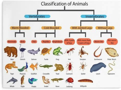 Asdg12s Biological Poster Animal Biological Classification Hierarchy Chart Wall Art Canvas Art Asdg12s Biological Poster Animal Biological Classification Hierarchy Chart Wall Art Canvas Art