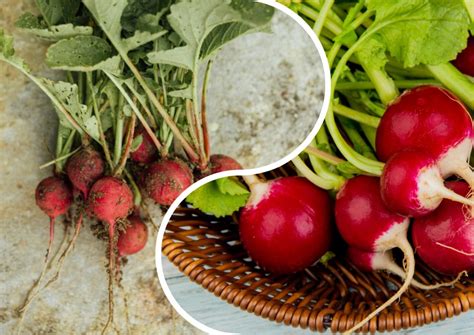 Агрономи розповіли як виростити редиску на грядці без стрілок Читайте на Ukr Net