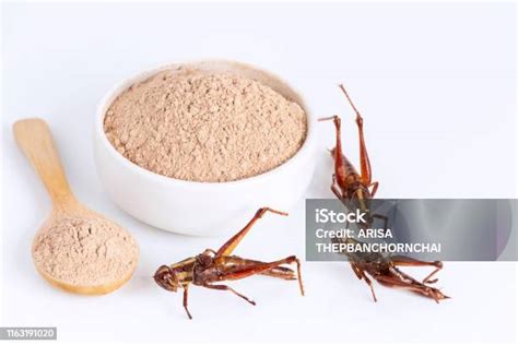 메뚜기 곤충 분말 곤충을 위한 Orthoptera 밀가루는 그릇에 조리된 곤충 고기로 만든 음식 식용 품목으로 먹고 흰색 배경에 숟가락은 단백질의 좋은 소스입니다 엔토모파기