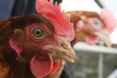 Bird Flu Us Records First Human Death From H5n1 Virus