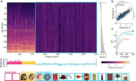 The Response Pattern To Non Face Objects Reveals The Face Selectivity