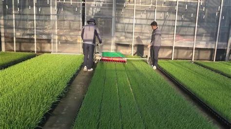 양파모종이쁘게자르고정식할준비완료구독부탁해요 Youtube