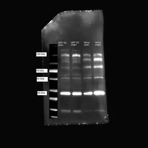 How Can I Eliminate Additional Bands In My Western Blot Researchgate