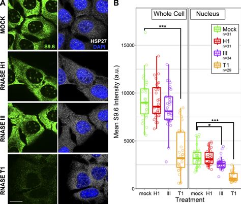 Application Of Rna And Rna Dna Hybrid Specific Nuclease Pretreatments Download Scientific
