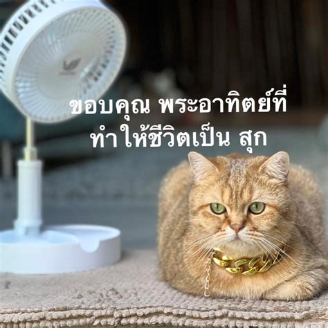 ตินโน่แมวออฟฟิศ ชีวิตติดเงินเดือน Home