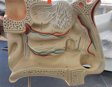 Nose And Olfactory Structures Model Flashcards Quizlet