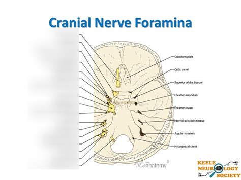 Cranial Nerves Springerlink 60 Off