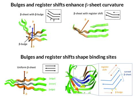 Bending The β Sheet Curve To Shape Protein Cavities
