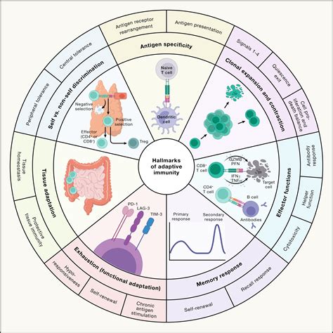 Adaptive Immunity Overview