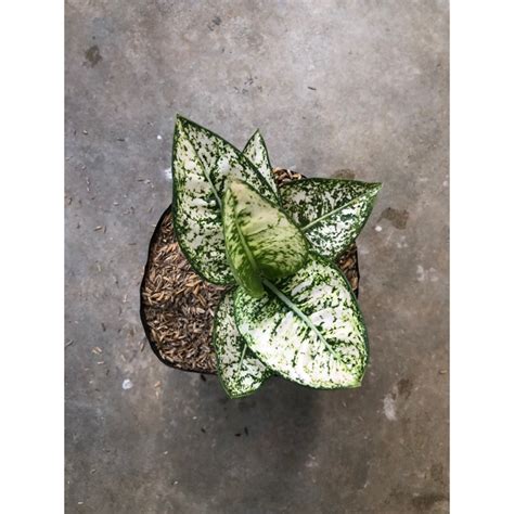 Jual Aglonema Ruby Compakta White Shopee Indonesia