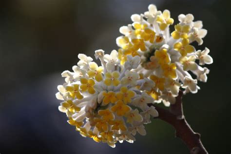 结香花花语 发财农业网