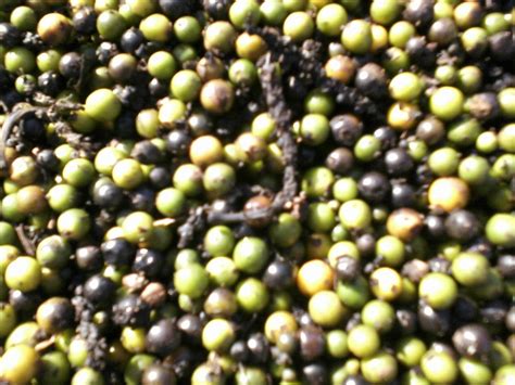 Jual Beli Lada Merica Foto Biji Lada