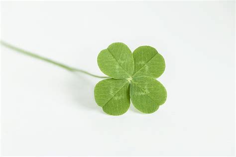 470 고해상도 클로버 무료 다운로드 배너 배경