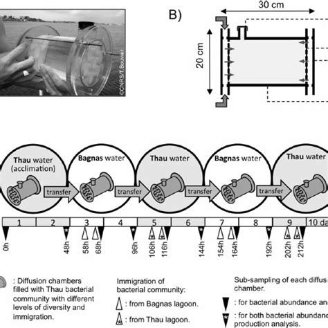 Illustration Of The Diffusion Chambers And Experimental Design Of The