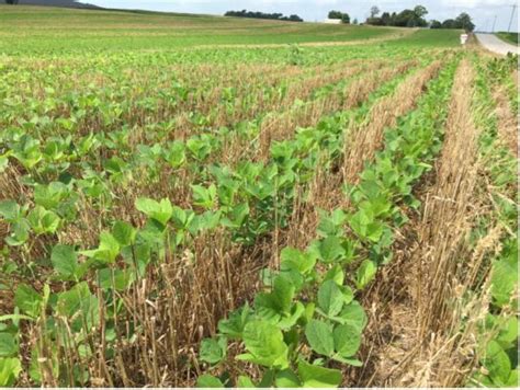 The Effect Of Wheat On Scn Populations In Double Cropping Soybean Production Research