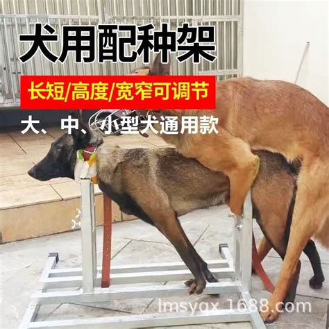 犬用配种架宠物配种器材狗保定设备打针输水治病动手术架 阿里巴巴
