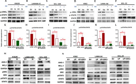 Src Phosphorylation Mediates Activation Of Jak Stat5 Pathway Induced By Download Scientific