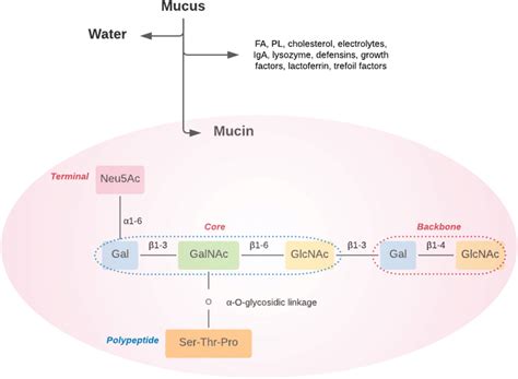 Biochemical Composition Of Mucus And The Structure Of Mucin