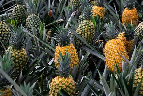La piña el superalimento del verano con increíbles beneficios para la