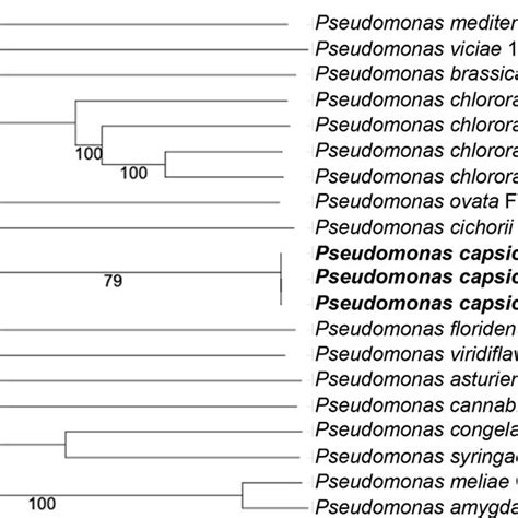 Phylogenomic Relationships Between Pseudomonas Capsici Sp Nov Strains Download Scientific
