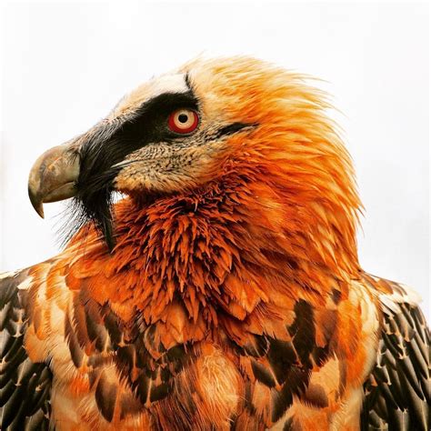 Majestic Bearded Vulture Bearded Vulture Aesthetic Bearded Vulture