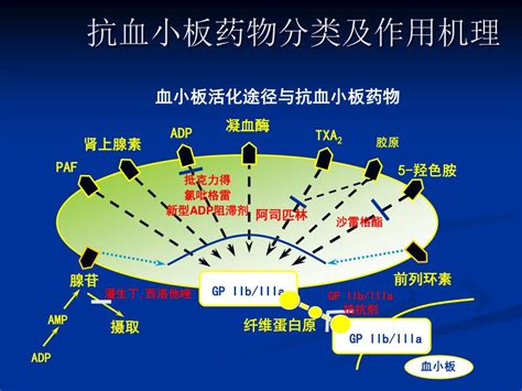 Ppt 三联抗血小板治疗在非 St 段抬高急性冠脉综合征患者中的应用 Powerpoint Presentation Id5718416