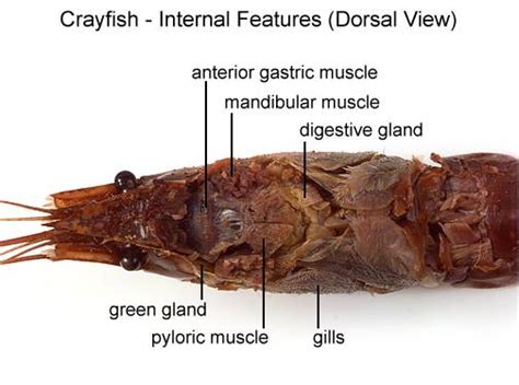 Aqua Fanatic Crayfish Anatomy