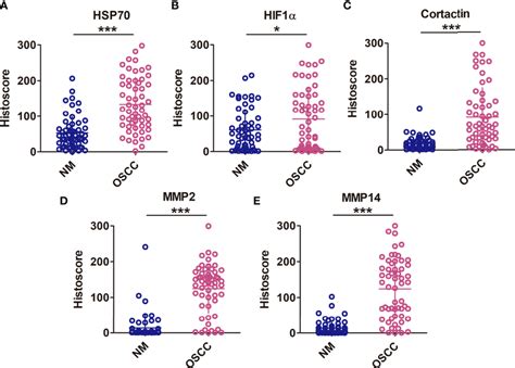 High Expression Of Hsp70 Hif1a Mmp2 Mmp14 And Cortactin In Oscc Download Scientific
