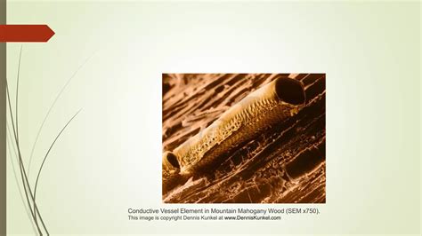 Soil Plant Atmosphere Continuum Spac Ppt