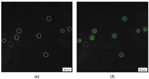 Seed Train Intensification Using An Ultra High Cell Density Cell