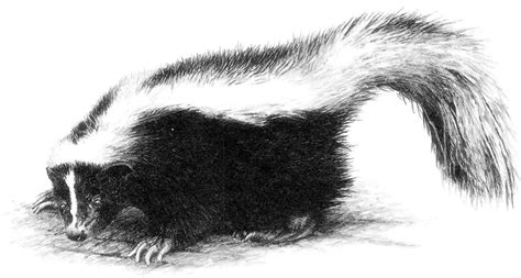 Скунс рисунок (много фото) - drawpics.ru