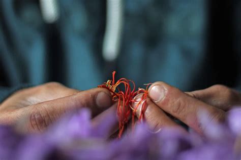 In Pics Saffron Harvesting In Kashmir