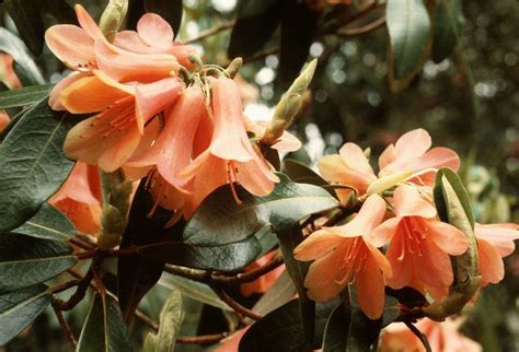 Rhododendron Cinnabarinum Alchetron The Free Social Encyclopedia