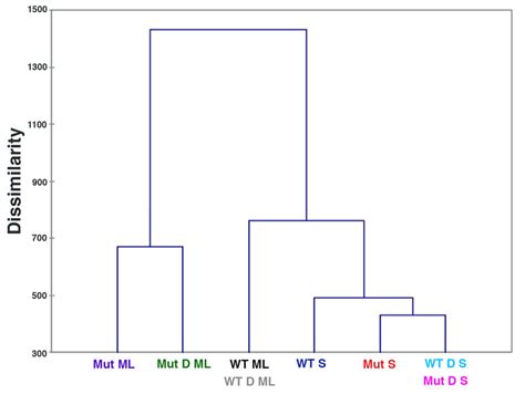 hierarachical clustering showing that wt ml and wt d ml cluster download scientific diagram