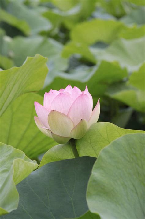 无人竖图室外特写白天正面纯洁美景莲花叶子许多阴影朦胧模糊盛开光线影子景观荷叶很多花蕾花花瓣花朵