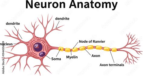 Image Vectorielle Stock Neuron Anatomy Diagram Labeled Nerve Cell