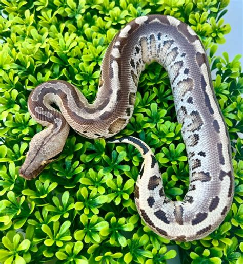 Borneo Short Tail Python Borneo Short Tailed Python By Phoenix Reptiles