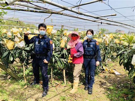 台中新社枇杷進入產季 防賊覬覦啟動「護農專案」 社會 中時
