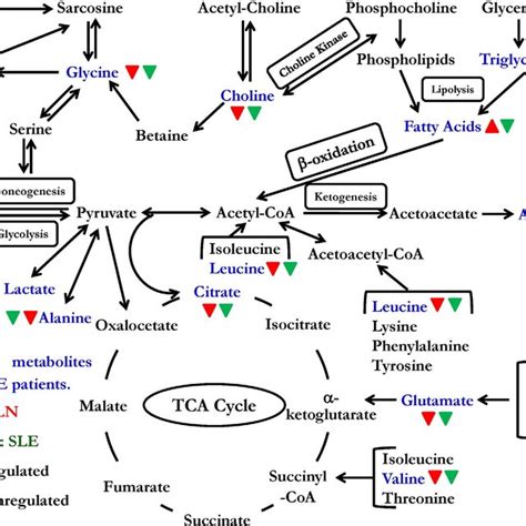 Schematic Representation Of Altered Metabolic Pathways In Ln And Sle