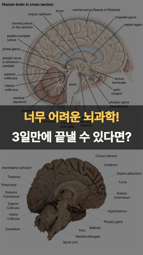 신경과학 이야기 ️뇌해부학이 너무 어려운 분들은 꼭 보세요😊 여러분들이 뇌해부학을 어려워하는 가장 큰 이유는 뇌가 속에서부터 겉까지 수 많은 구조물들이 겹쳐져 있기