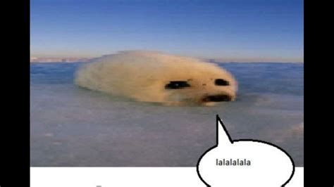 Seal Lalala Awesome Video By Me Youtube