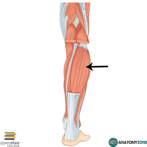 Soleus Muscle Anatomy