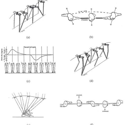 5 Determinants Of Gait A Compass Gait B Pelvic Rotation C Pelvic Download Scientific