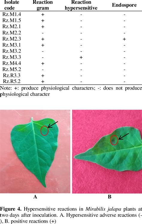 Physiological Characteristics Of Rhizobacteria That Are Download Scientific Diagram