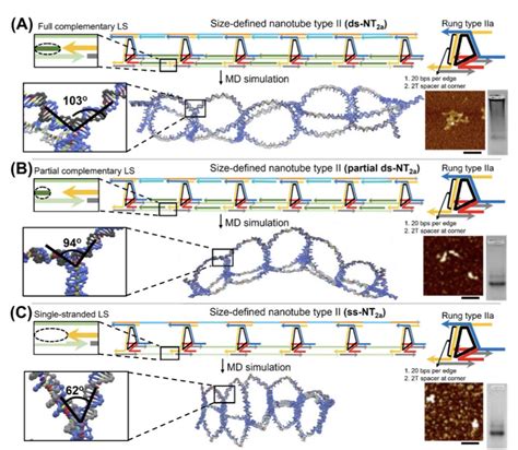 Yoel Ohayon On Twitter Programming Rigidity Into Size Defined Wireframe Dna Nanotubes