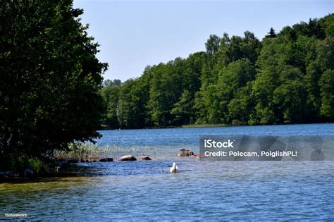 갈대 숲 황무지로 사방이 둘러싸인 광대하면서도 얕은 강의 전망과 해안 근처에 위치한 돌과 여름에 폴란드에서 볼 수 있는 풀을 뜯고 휴식을 취하는 새들의 모습 0명에 대한