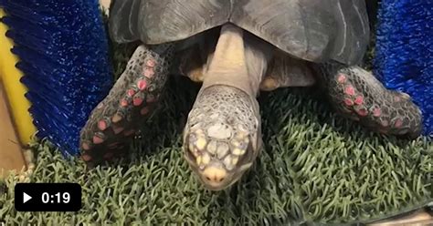 Turtles And Tortoises Can Feel Their Shells Their Shells Have Nerve