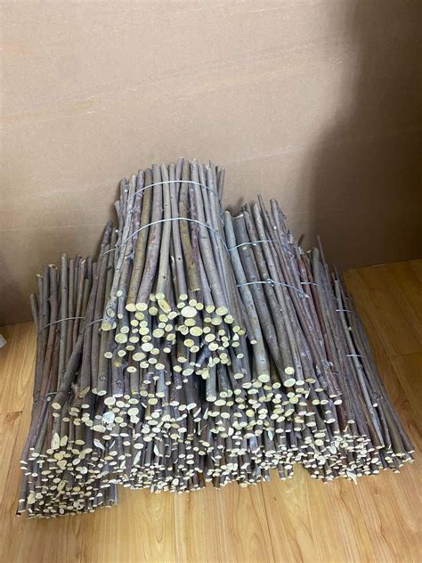 ХОТЫН ШИНЭЧЛЭЛИЙН ХӨДӨЛГӨӨН🌆 БУРГАС ны харандаан суулгац зарна Мод үржүүлгийн газарт