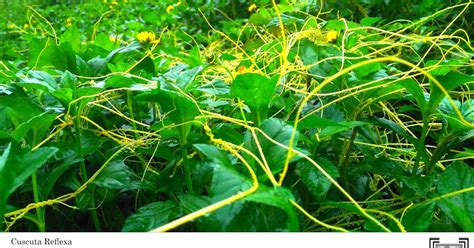 Caption Cuscuta Reflexa